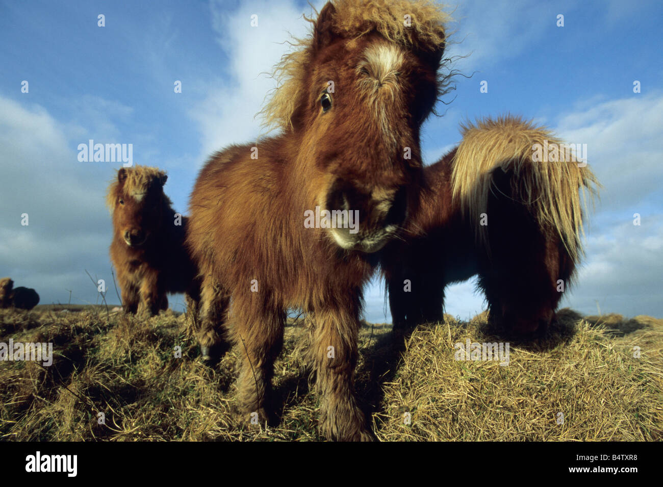 Shetland ponies scotland hi-res stock photography and images - Alamy