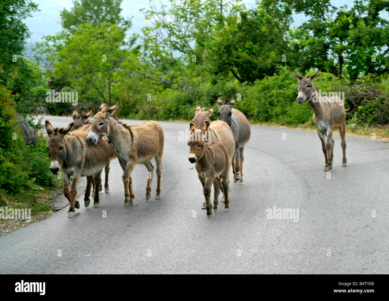 pack of mules on road in Montenegro Stock Photo - Alamy