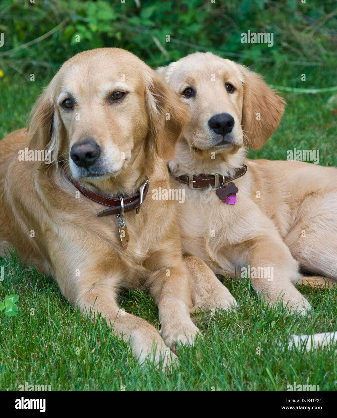 Long haired retriever hi-res stock photography and images - Alamy