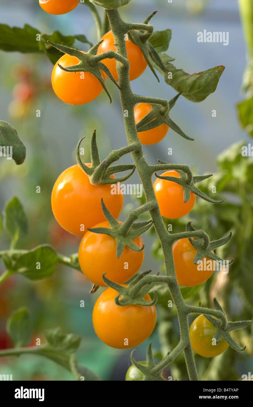 Truss of ripe 'Golden Cherry' tomatoes Stock Photo - Alamy