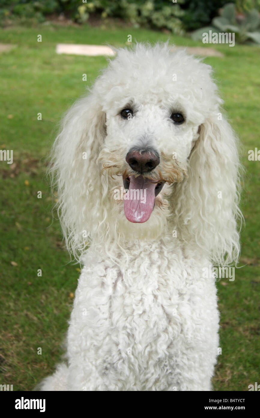 Large poodle hi-res stock photography and images - Alamy