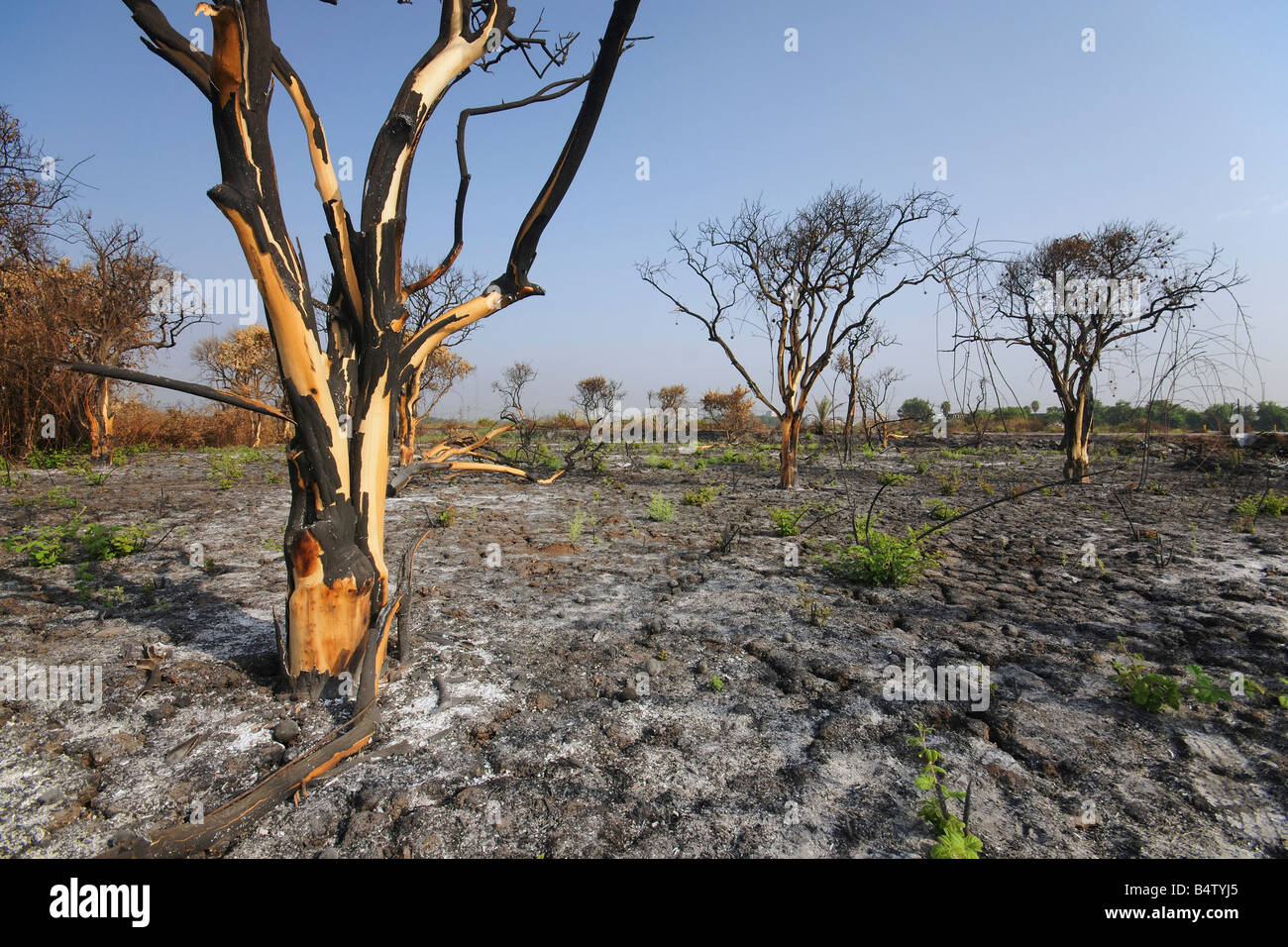 Burnt tree stands hi-res stock photography and images - Alamy