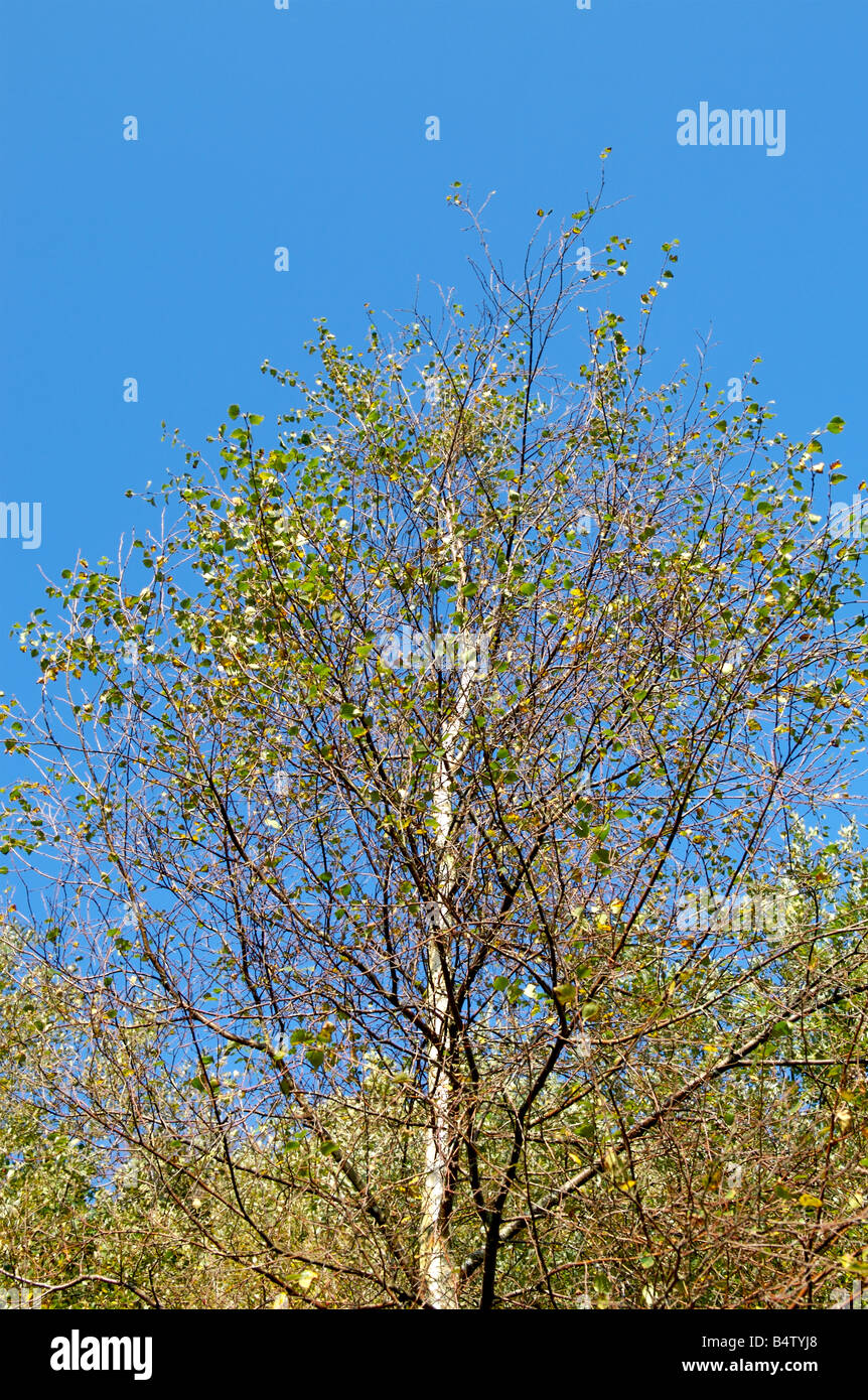 Beautiful branches autumn trees swaying hi-res stock photography and ...