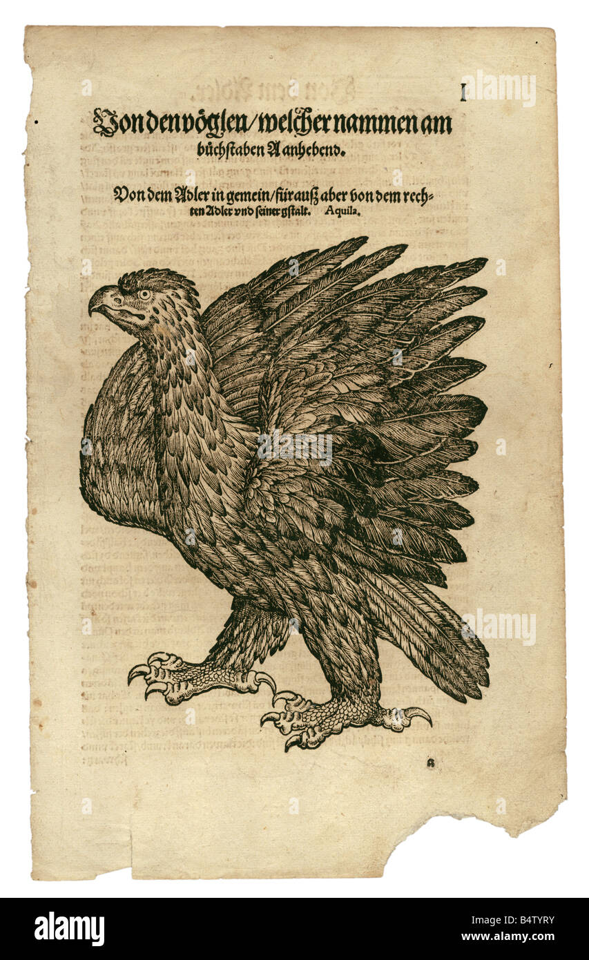 Conrad gessner eagle hi-res stock photography and images - Alamy