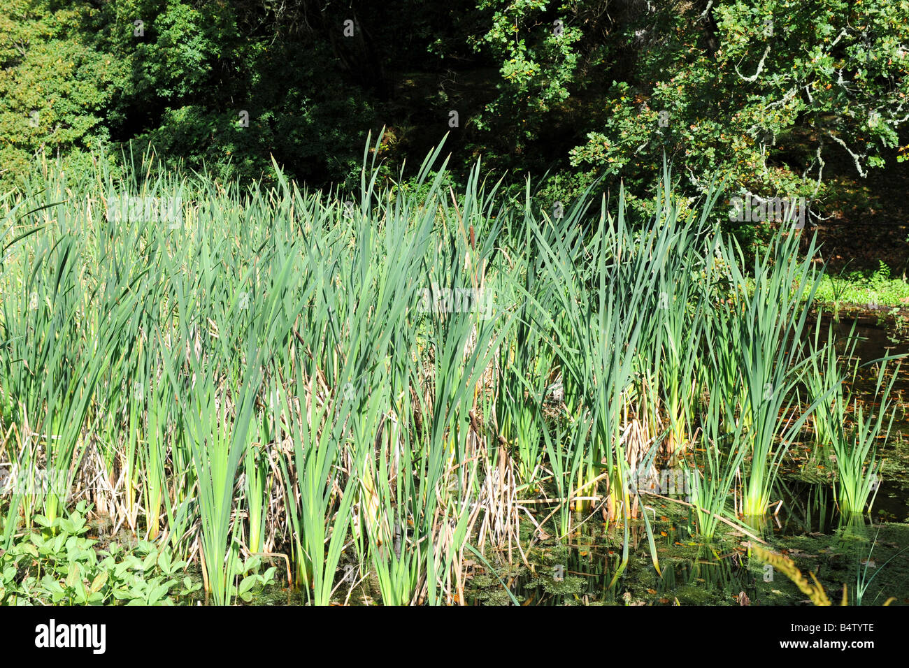 Reed Bed also known as the Papyrus plant Stock Photo - Alamy