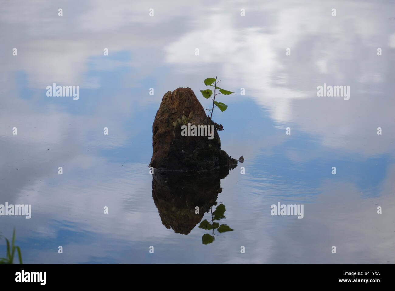 Log in the water with a lone plant growing Stock Photo - Alamy