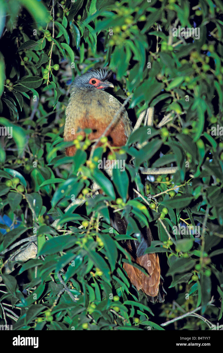 Rufous-bellied Chachalaca Ortalis wagleri Alamos Sonora MEXICO January ...