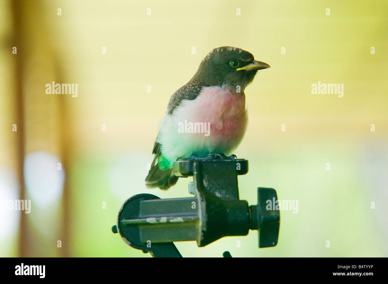A wild juvenile bird lands on my tripod at Labuk Bay Proboscis Monkey ...