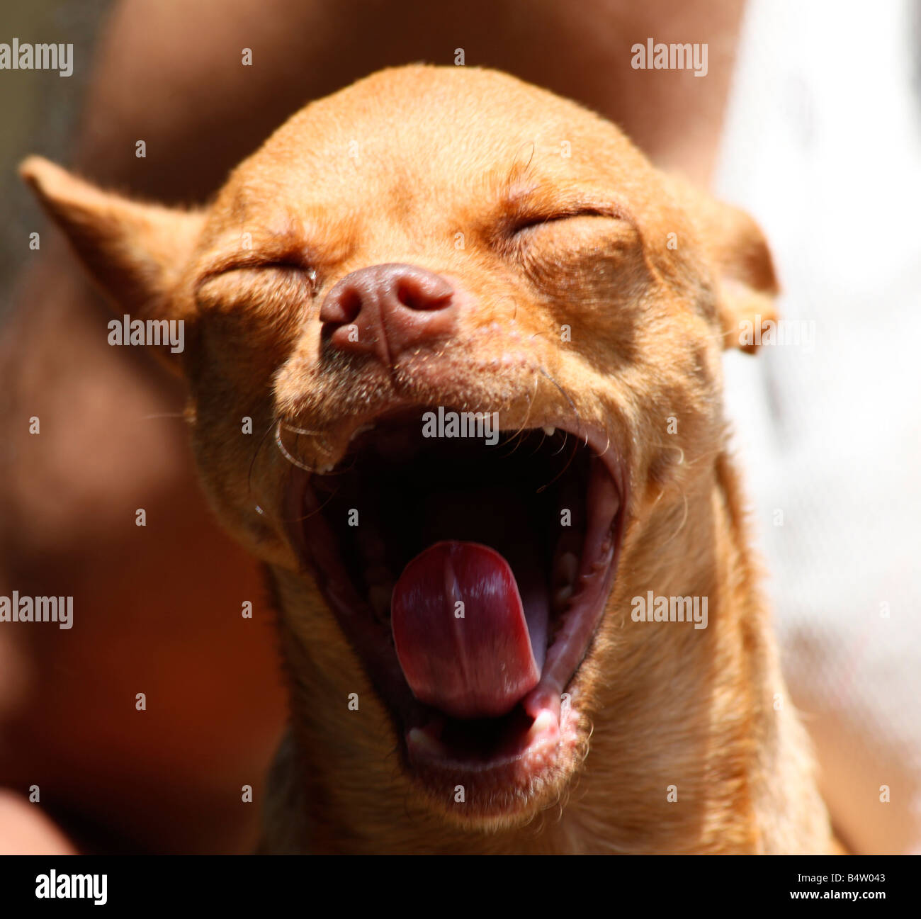 A yawning dog Stock Photo - Alamy