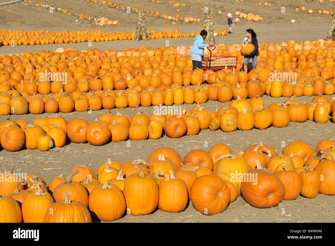 Choosing a fine pumpkin for Halloween Stock Photo - Alamy