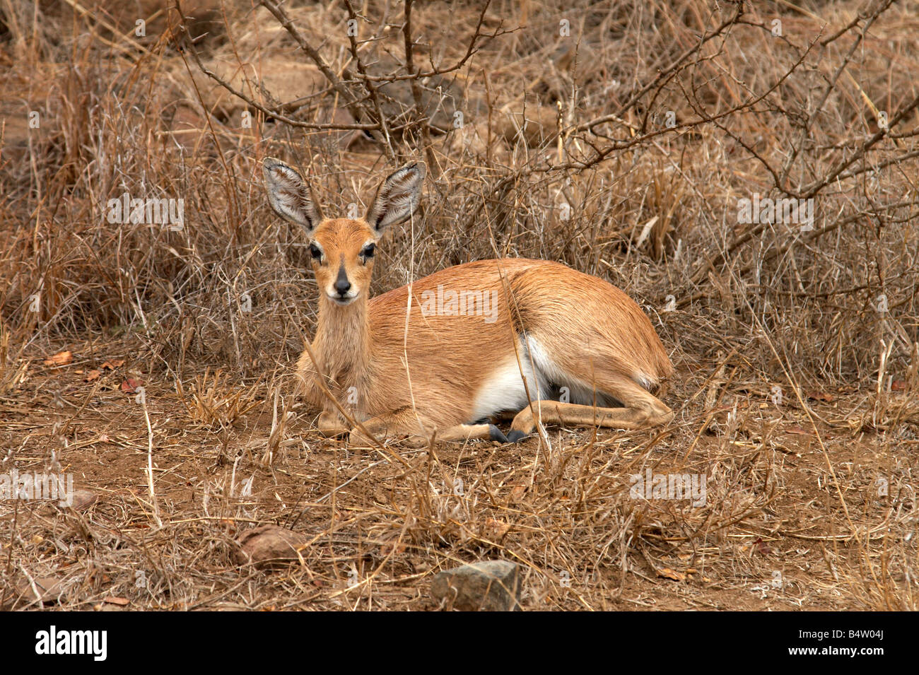 Female steenbok raphicerus campestris hi-res stock photography and ...