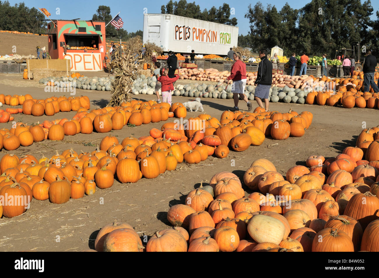 A wonderful array of colors and styles of pumpkins Stock Photo - Alamy