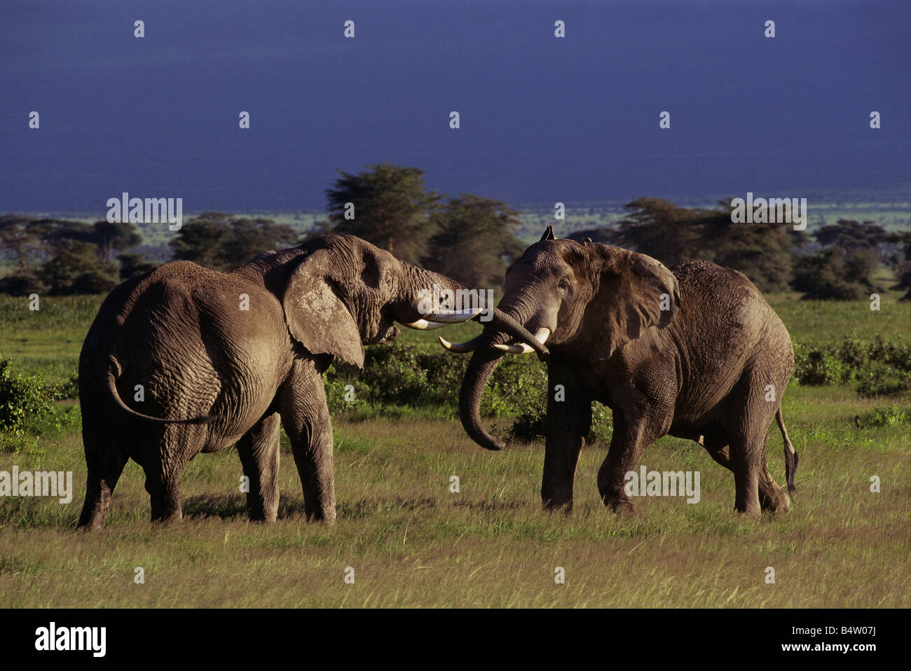 Big Elephant Fight Stock Photo - Alamy