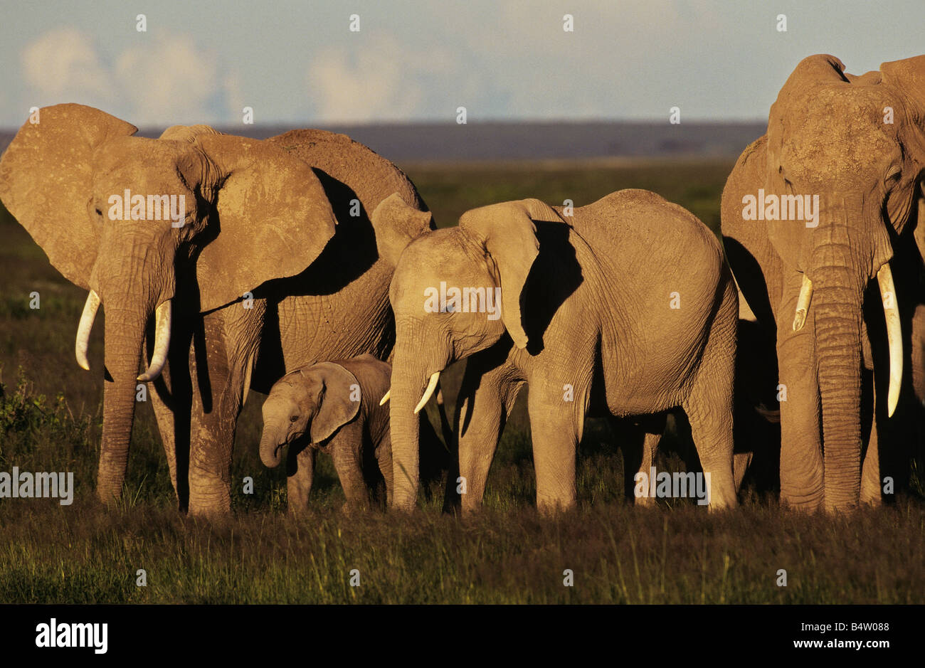 Small elephant family hi-res stock photography and images - Alamy