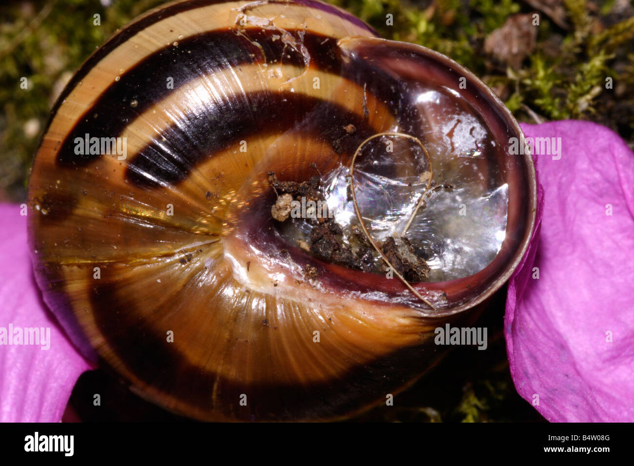 White lipped hedge snail hi-res stock photography and images - Alamy