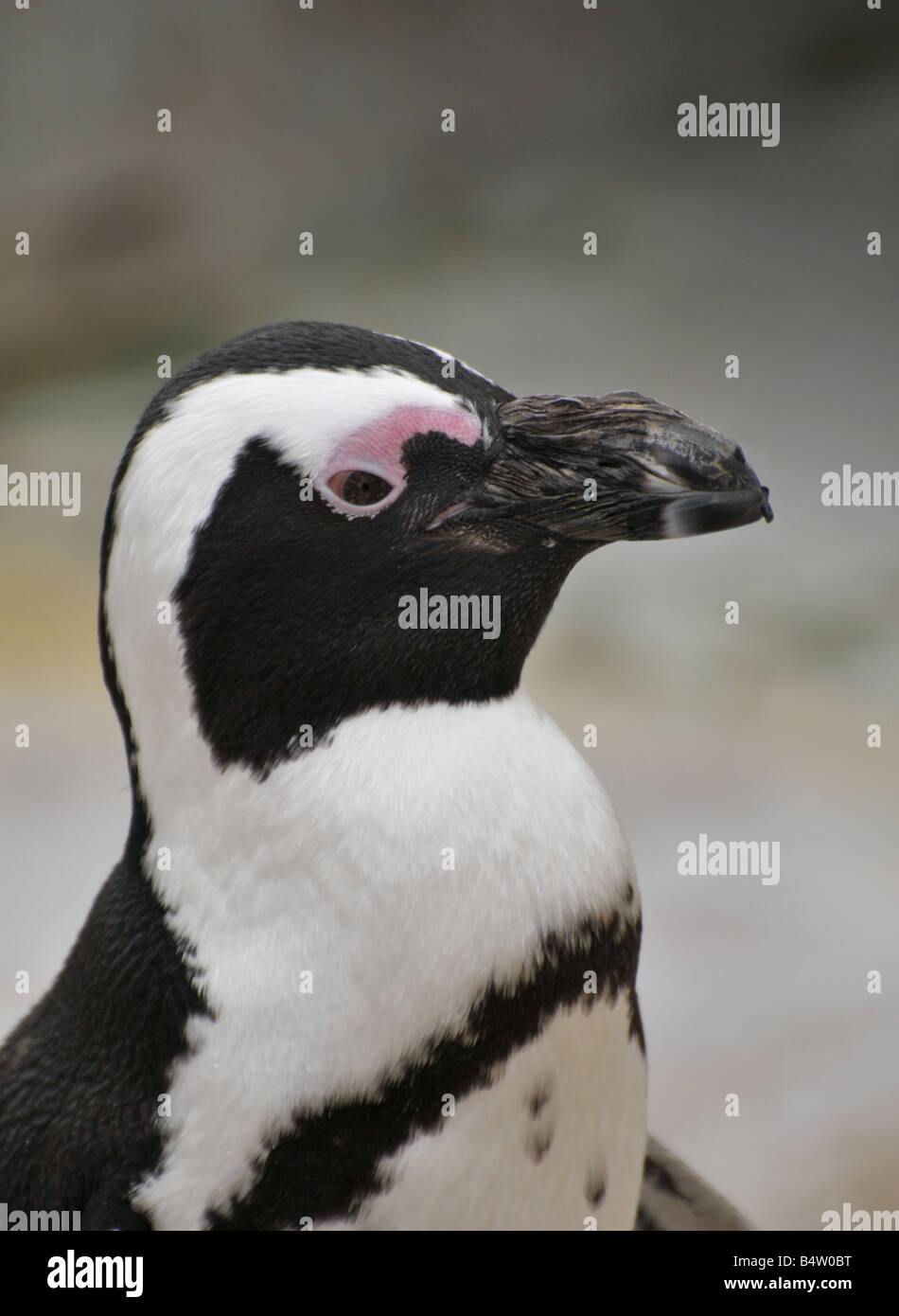 Jackass penguins spheniscus demersus hi-res stock photography and ...