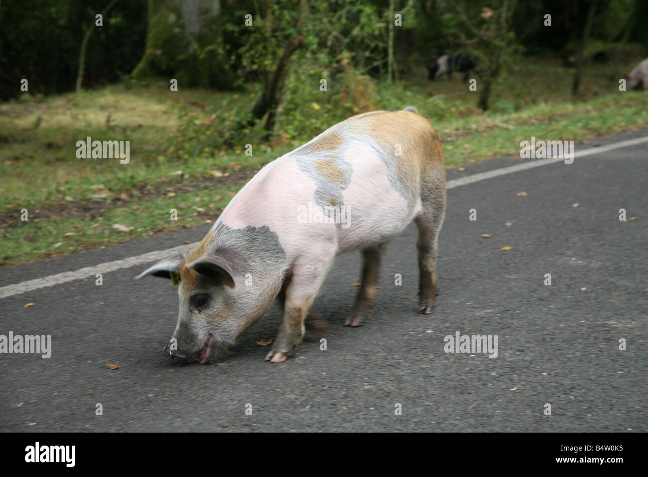 Pigs in the New Forest Autumn Fall Stock Photo - Alamy