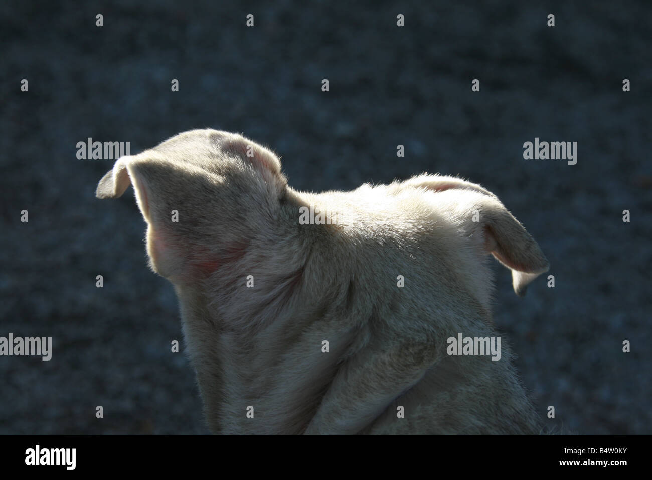 rear view close up of dog's head in sun light Stock Photo - Alamy