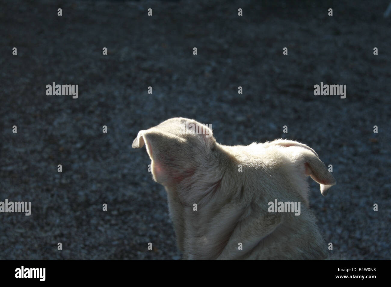 rear view close up of dog's head in sun light Stock Photo - Alamy
