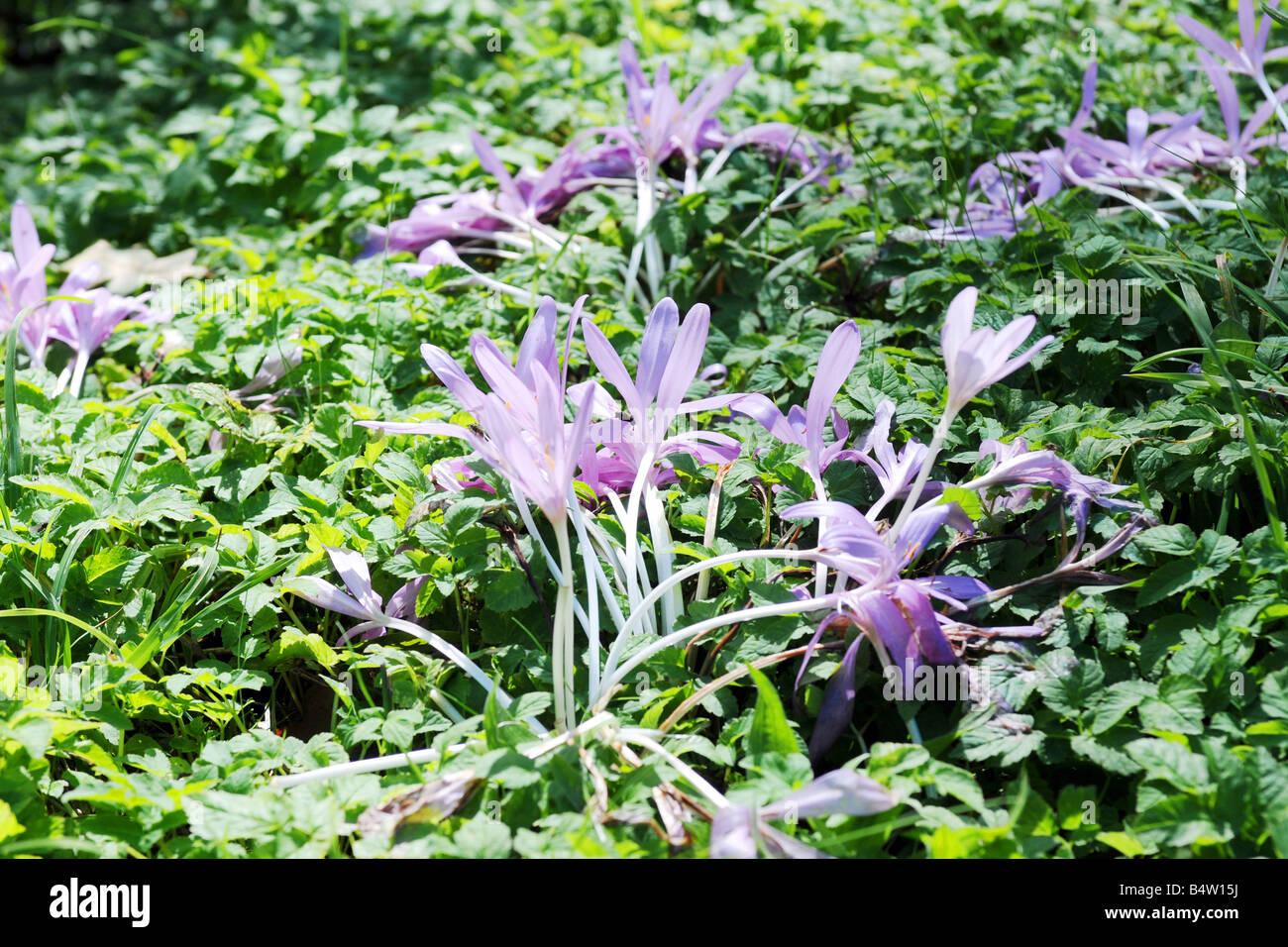 Autumn Purple Crocus Crocus Speciosus Stock Photo - Alamy