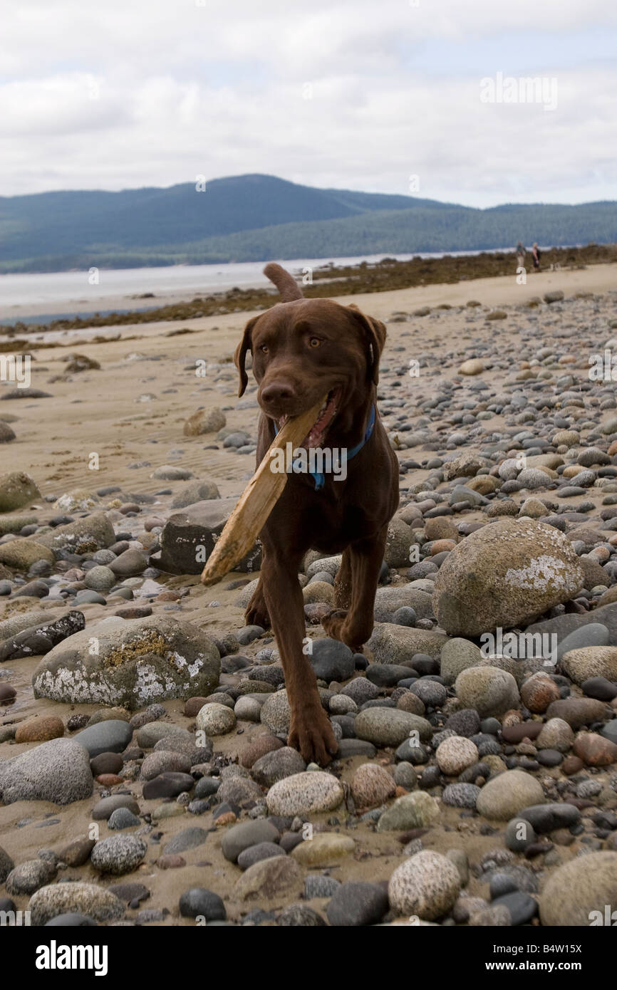 A dog and his stick Stock Photo - Alamy