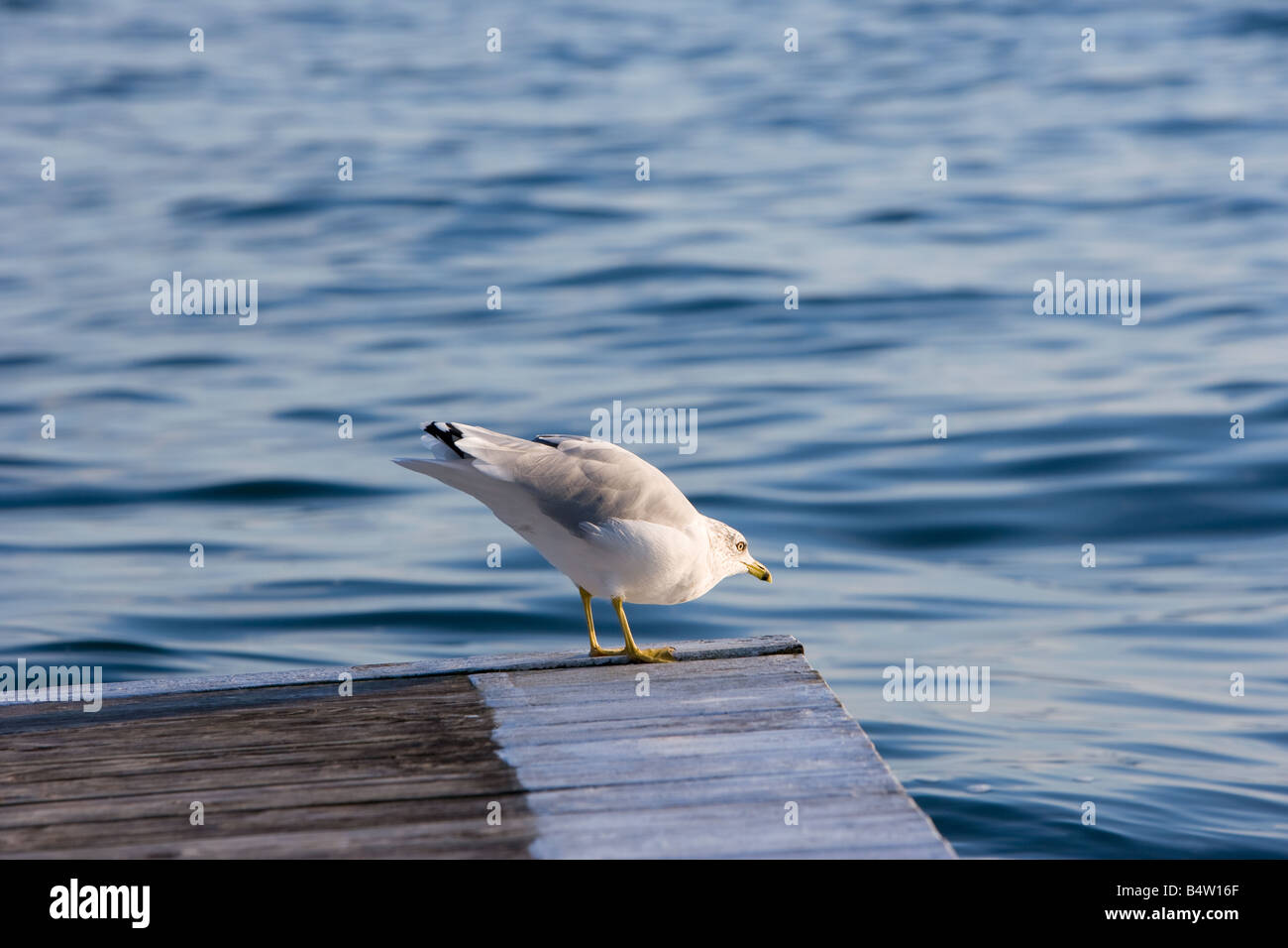 A seagull on a dock at the waterfront Stock Photo - Alamy