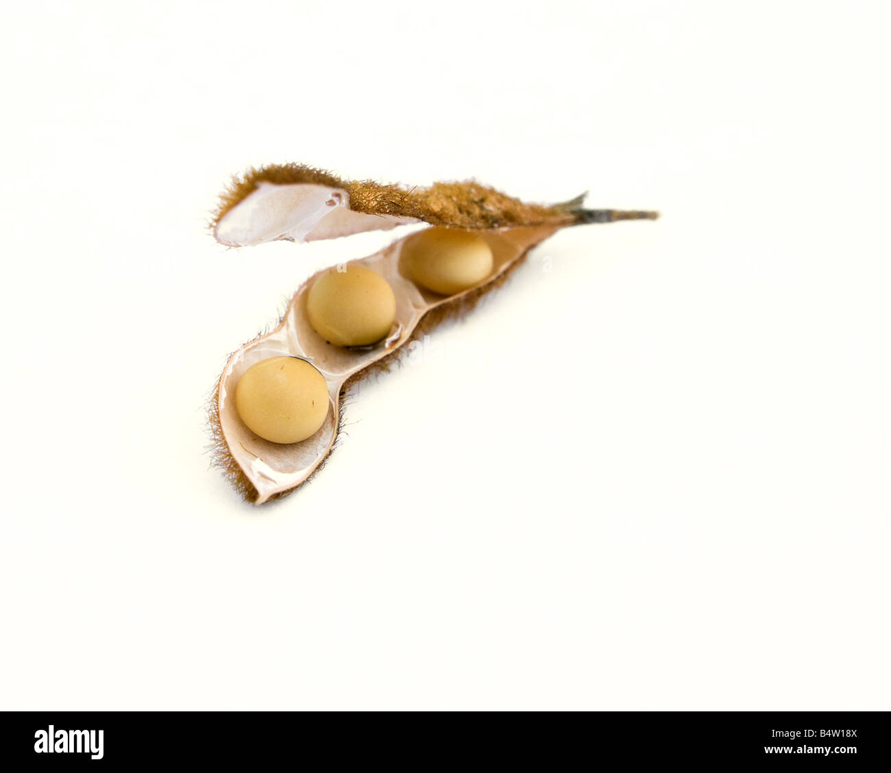A single soybean pod sits open against a white background Stock Photo ...