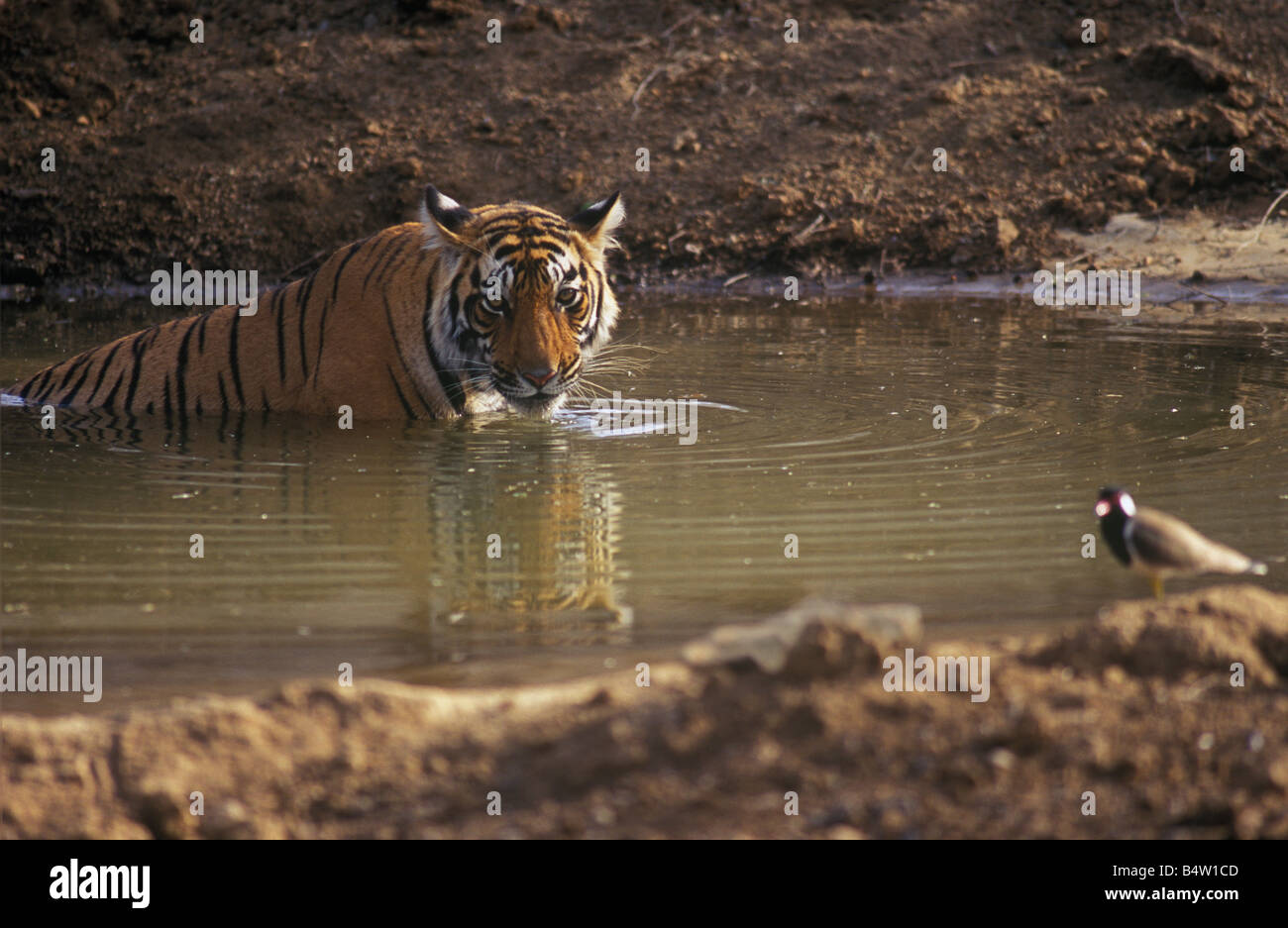 The tiger and the mirror hi-res stock photography and images - Alamy