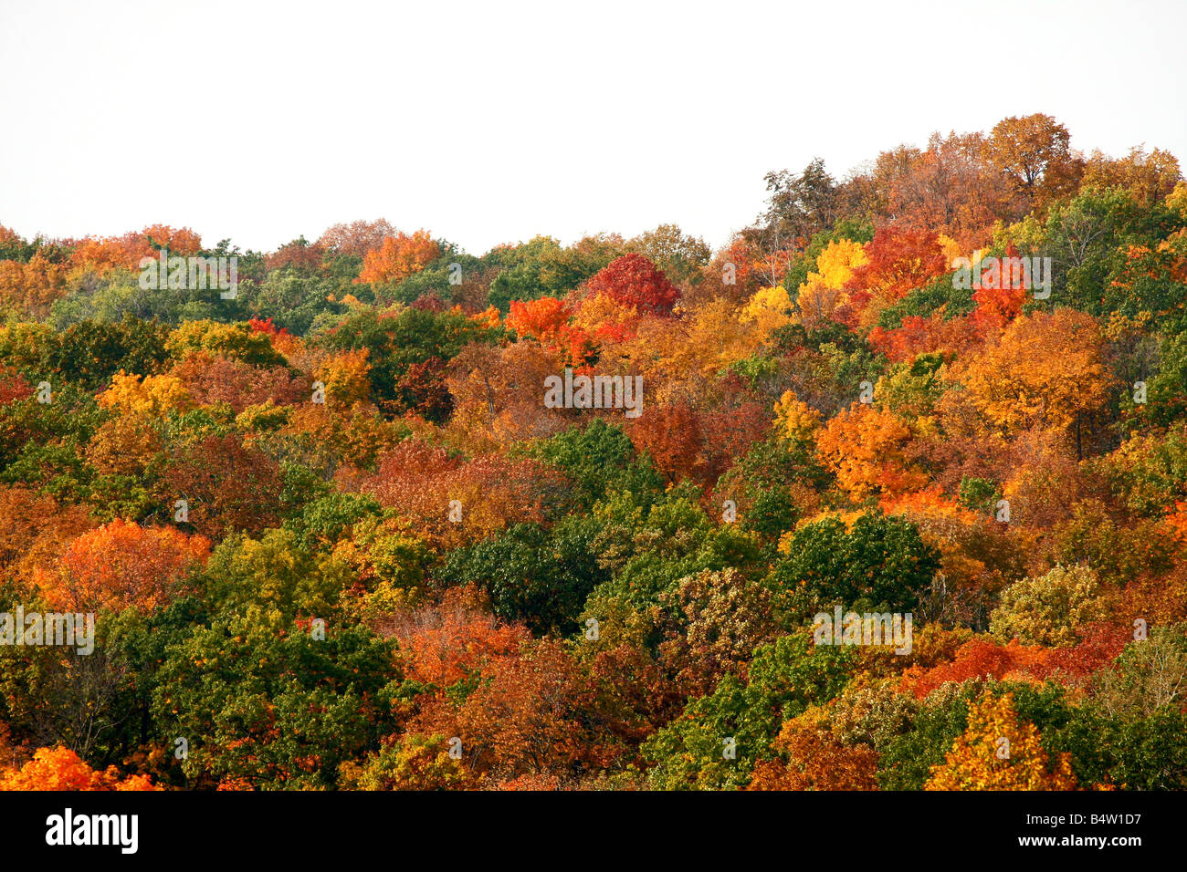 Fall Color trees with colorful leaves on a hillside. Wooded autumn ...
