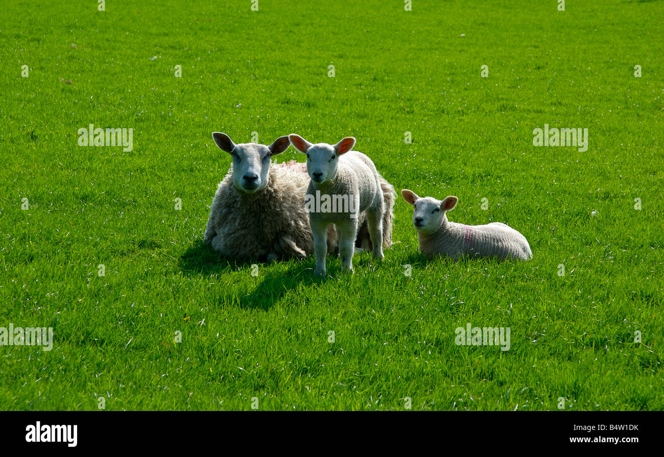 Sheep with two lambs in pasture, North Pennines, Cumbria, England UK ...