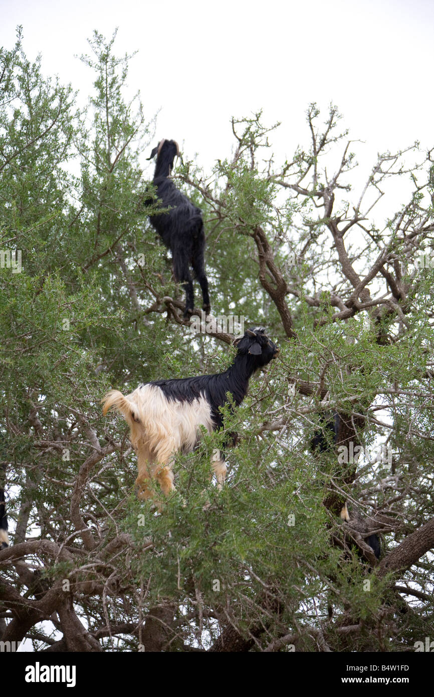 African goats on Argania trees in field near Marakesh Morocco. Vertical ...