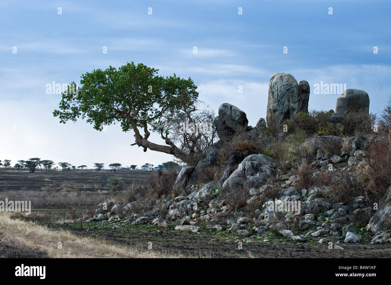 Tanzania Serengeti National Park Seronera area the typical granitic ...