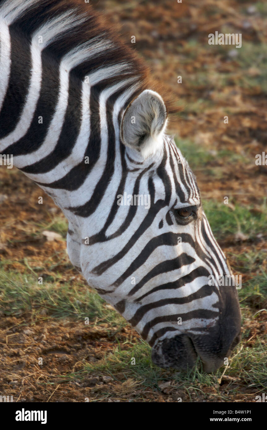 Zebra eating grass in Amboseli National Park, Kenya, East Africa Stock ...