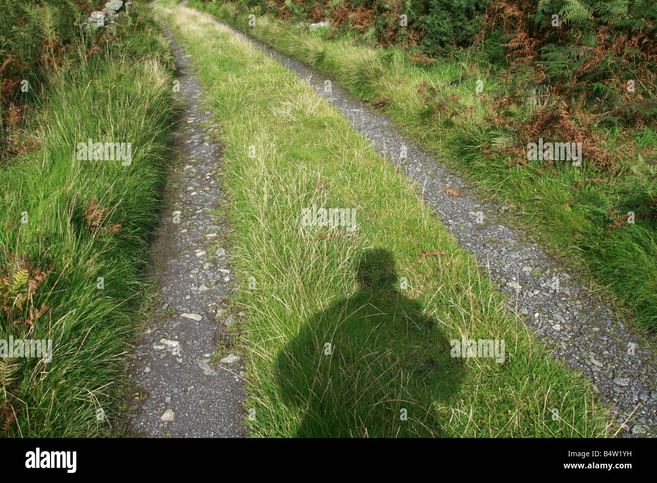 man's shadow on rural green country lane Stock Photo - Alamy