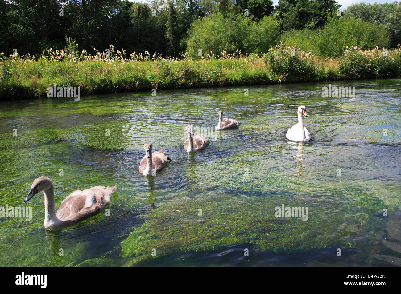 Five swans on River Coln in Bibury The Cotswolds England Stock Photo ...