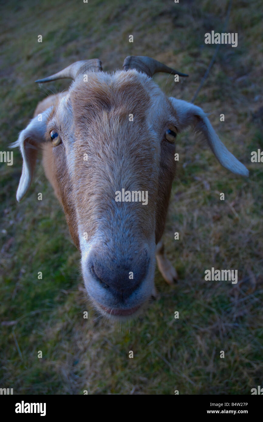 Male Goat High Resolution Stock Photography and Images - Alamy