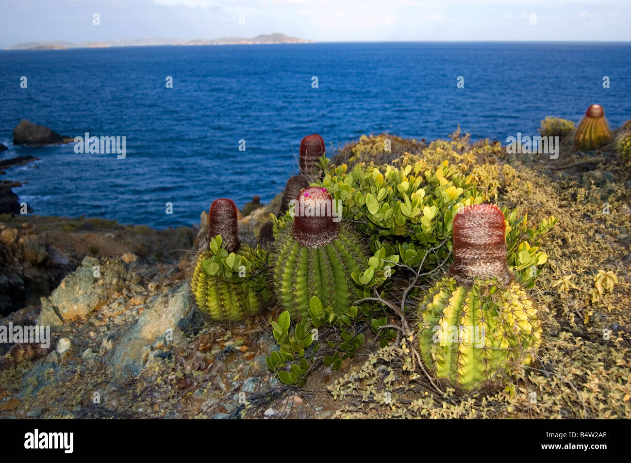 Popes Head Turks cap Barrel Cactus St. John USVI Stock Photo - Alamy