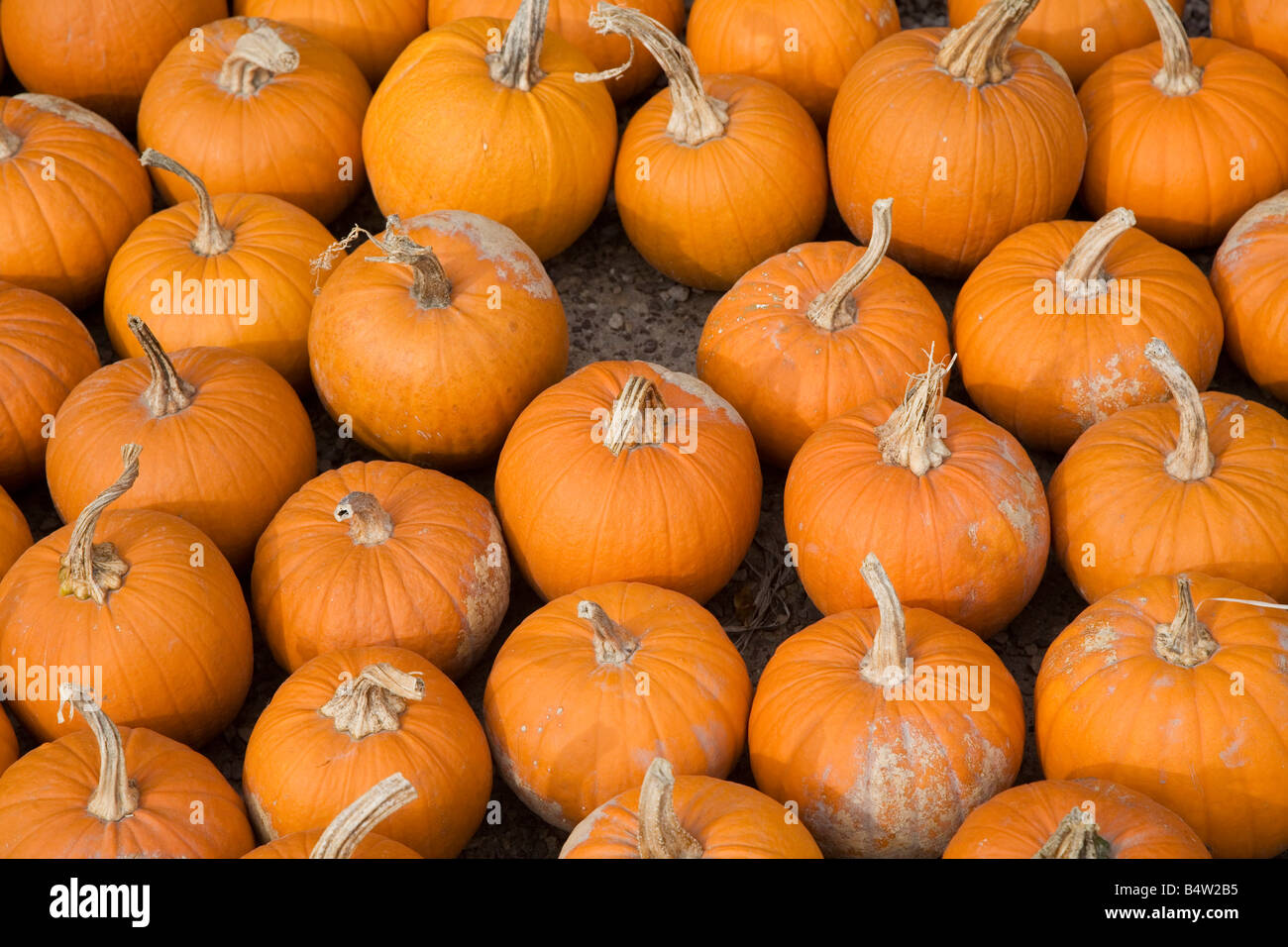 Bay City Michigan Fall produce on sale at Heinz Farm Fresh Produce a ...