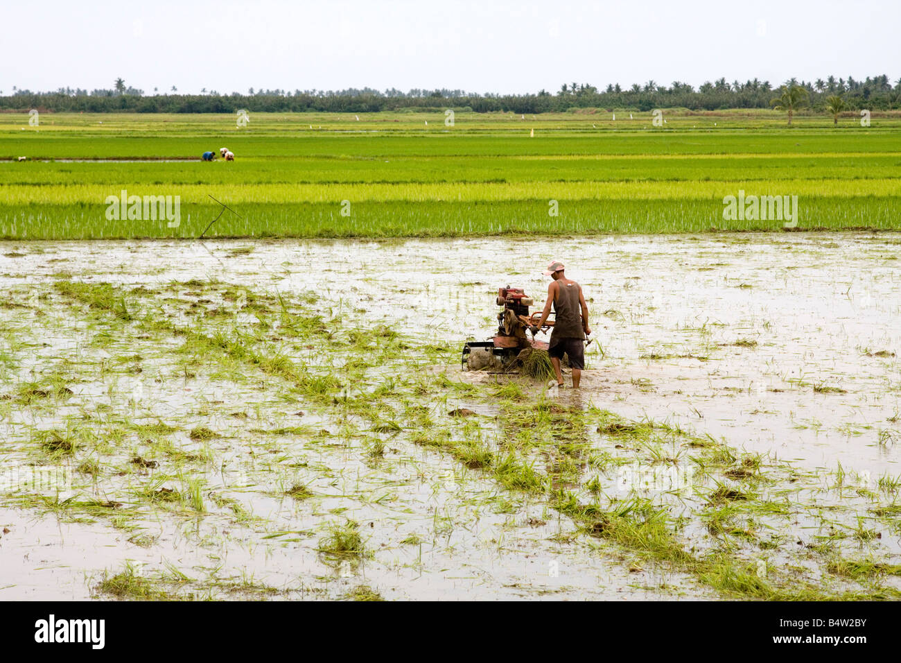 Farmers planting rice Stock Photo - Alamy