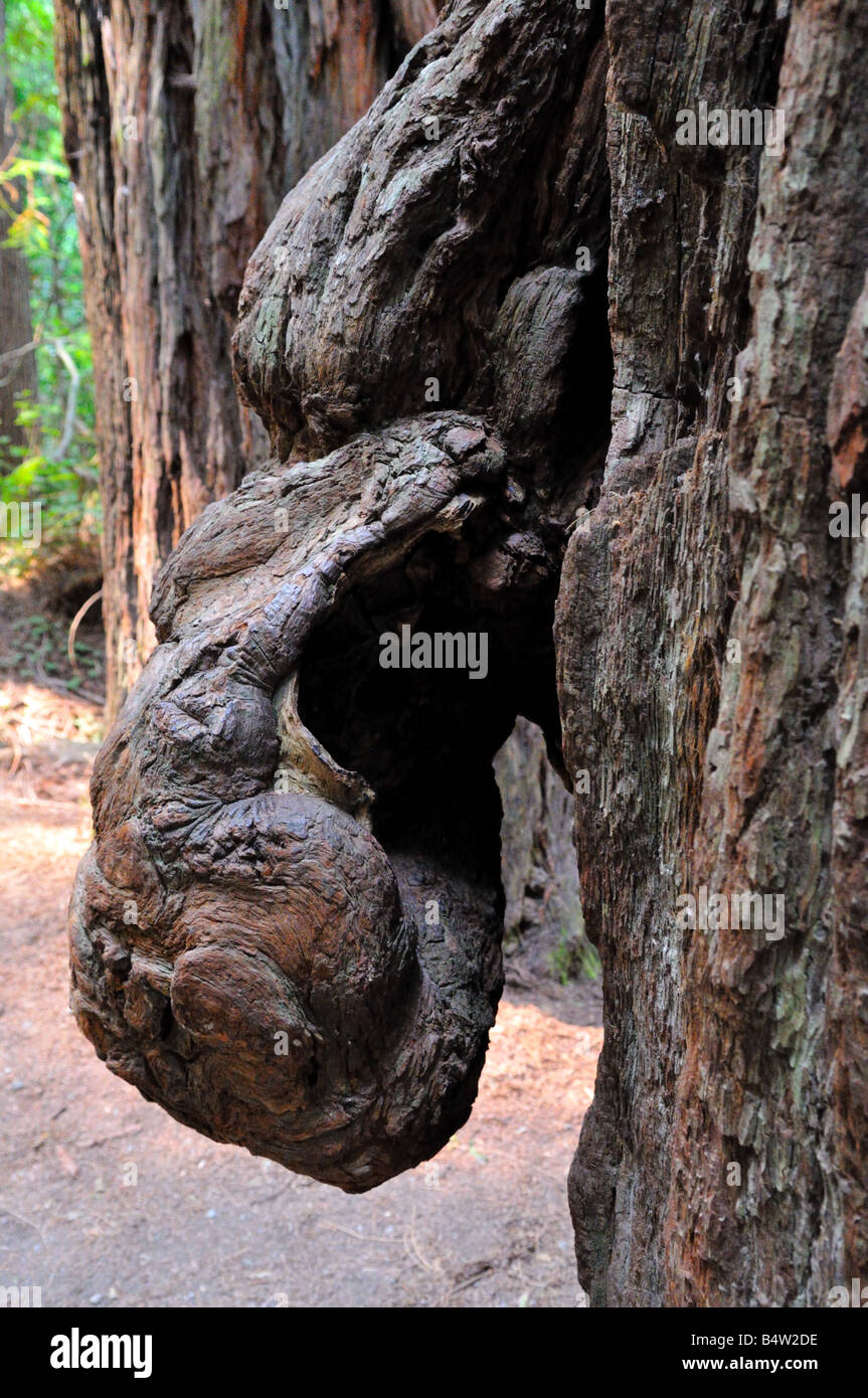 Us reproduction hi-res stock photography and images - Alamy