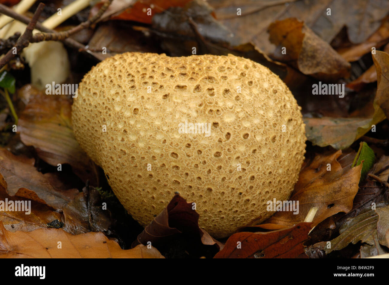 Common Earthball Fungus, scleroderma citrinum, Carstramon Wood ...