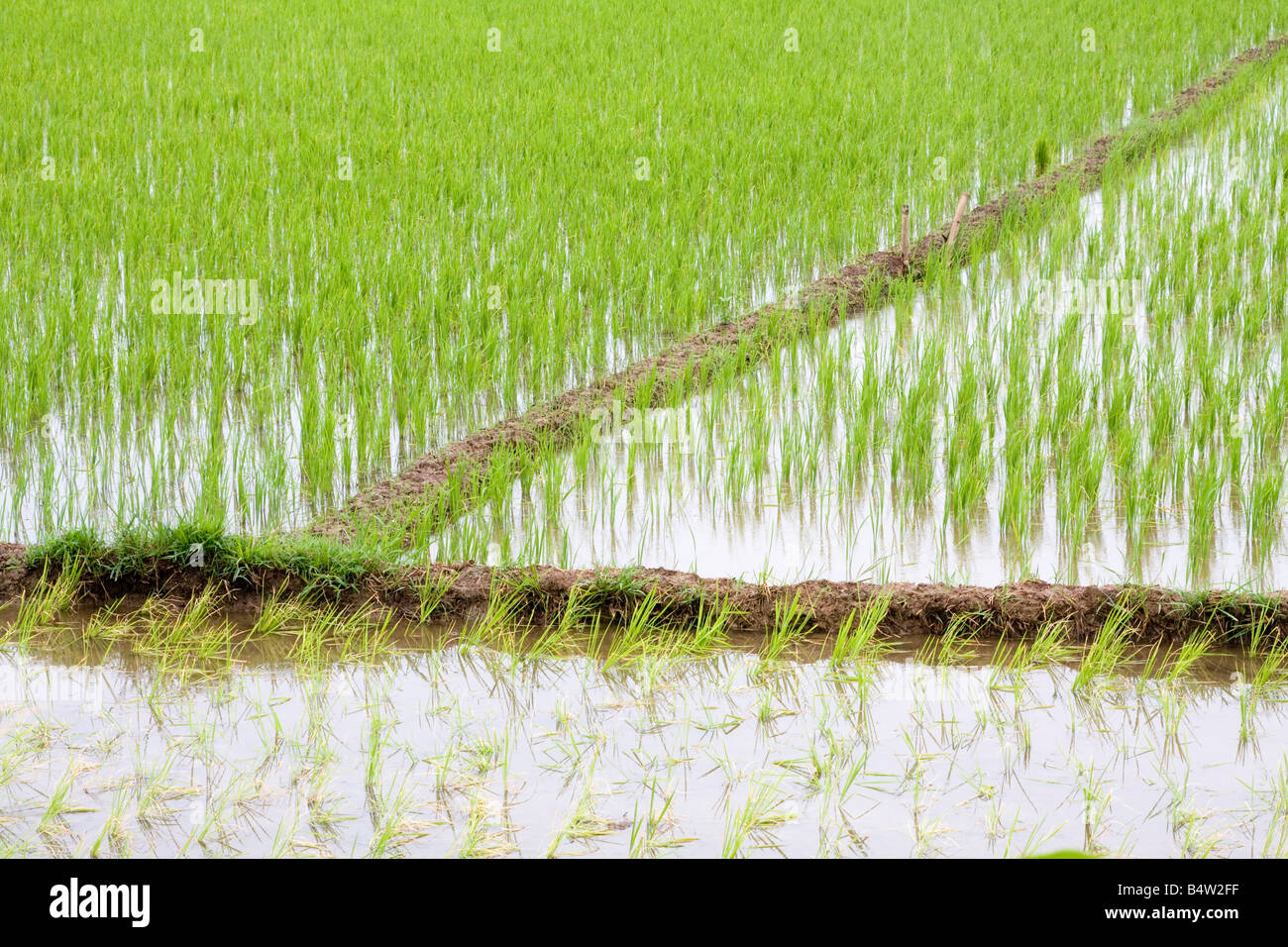 division of rice fields Stock Photo - Alamy