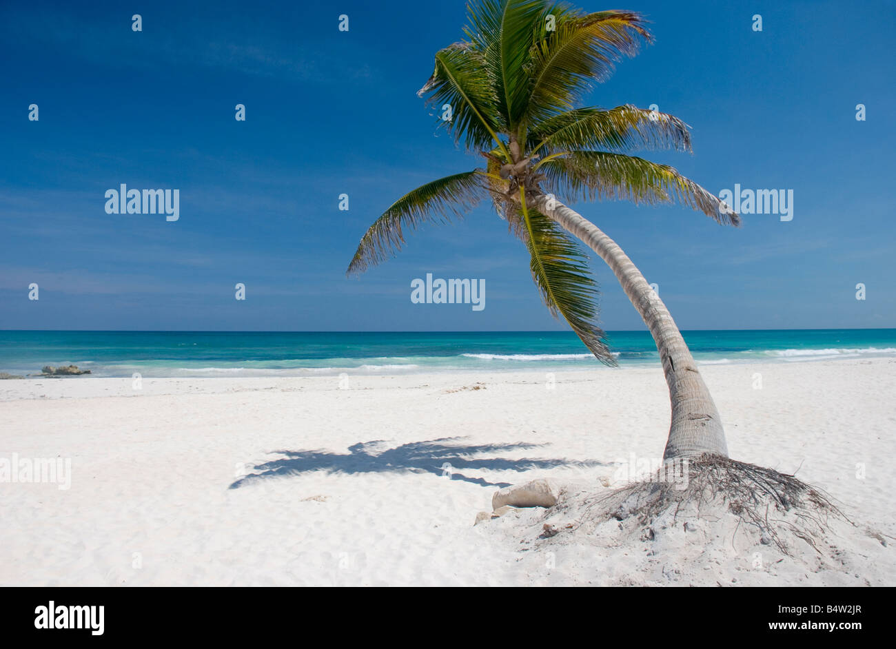 Caribbean beach with white sand. Palm tree in foreground Stock Photo ...