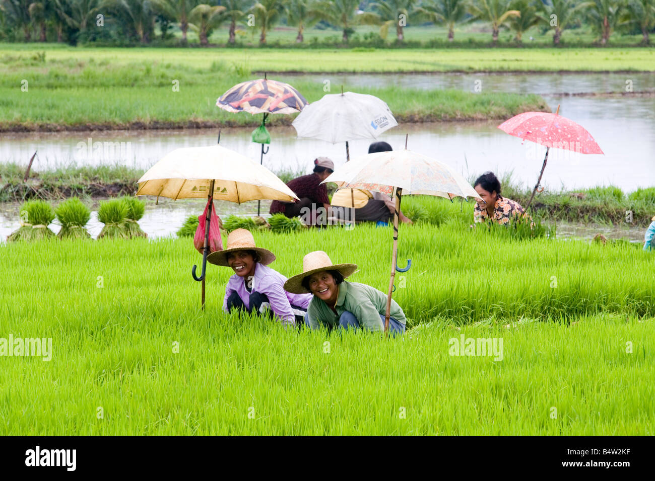 Communal rice planting Stock Photo - Alamy