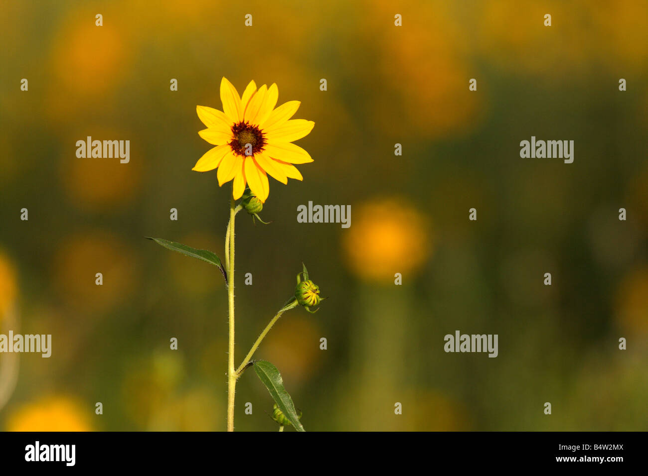 Dale odell hi-res stock photography and images - Alamy