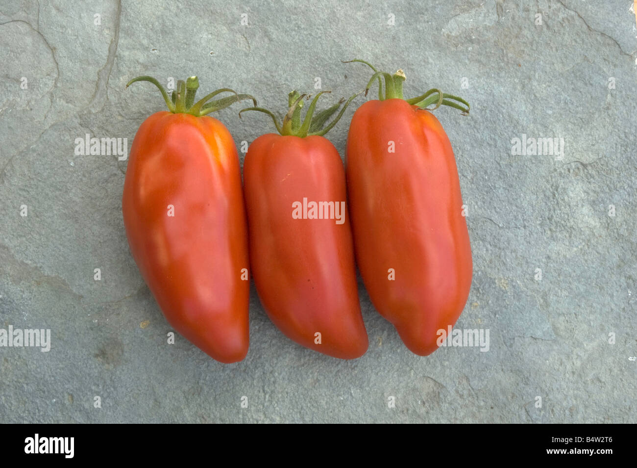 Red plum tomato 'Opalka' Stock Photo - Alamy