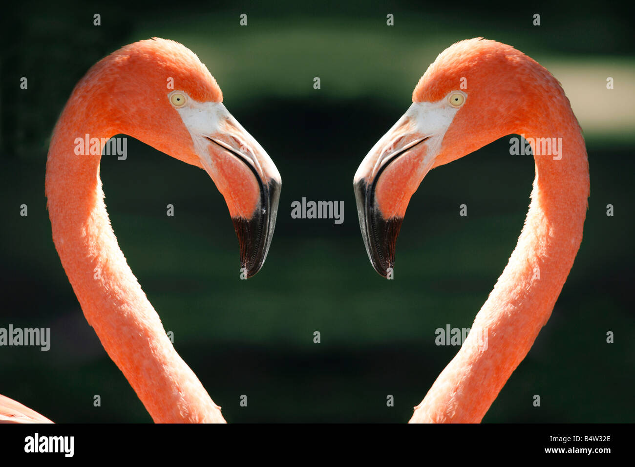 Two flamingos and heart hi-res stock photography and images - Alamy