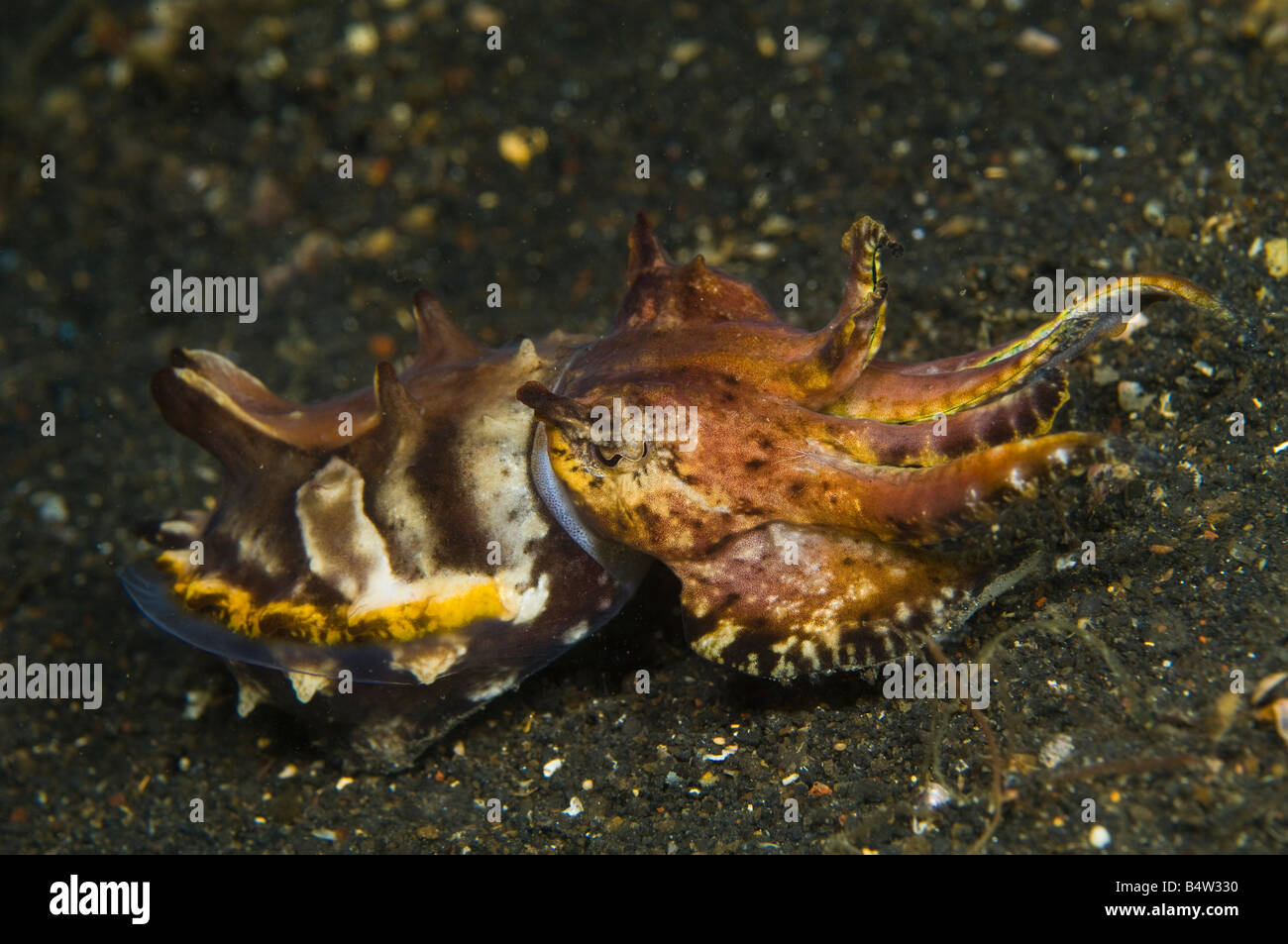 Flamboyant Cuttlefish Stock Photos & Flamboyant Cuttlefish Stock Images ...