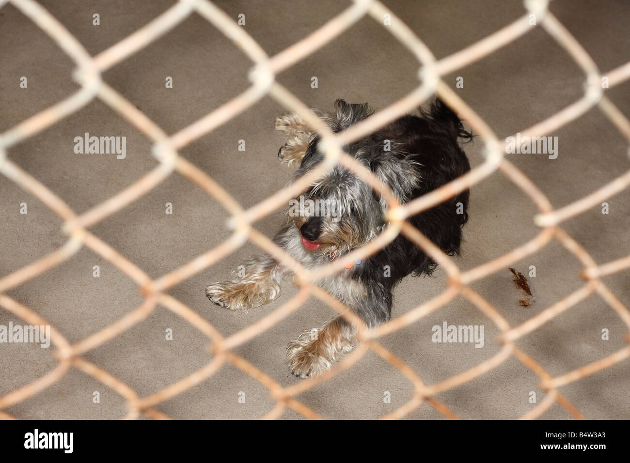 Animal Rescue in a Cage Stock Photo - Alamy