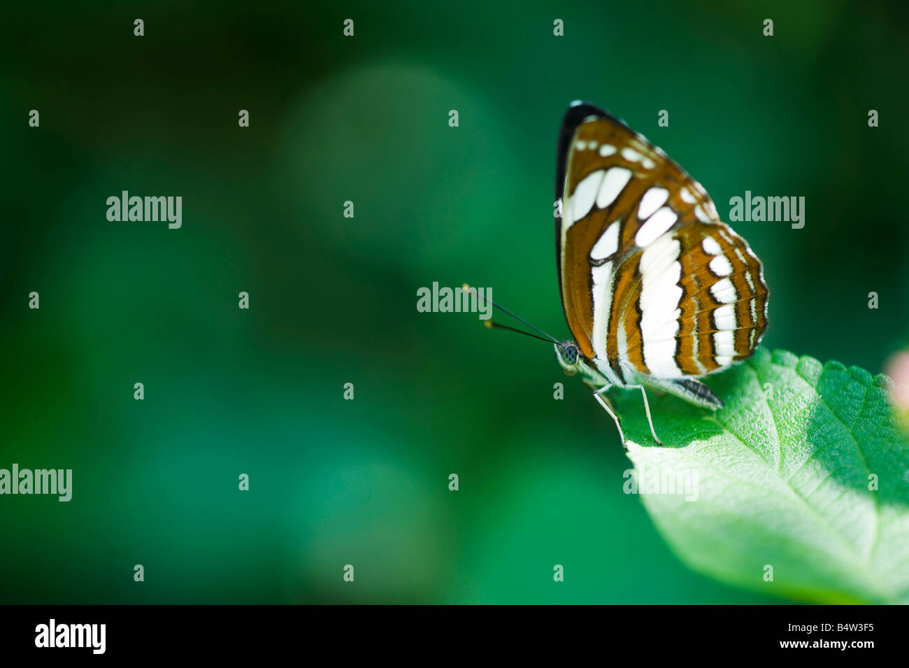 Neptis hylas . Common Sailor butterfly sitting on leaf in the indian ...